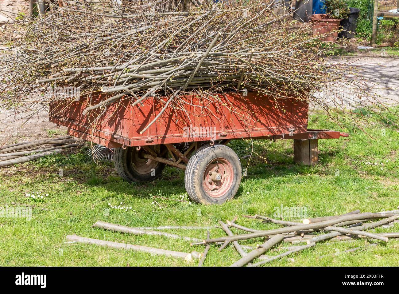 Old completely dry tree hi-res stock photography and images - Alamy