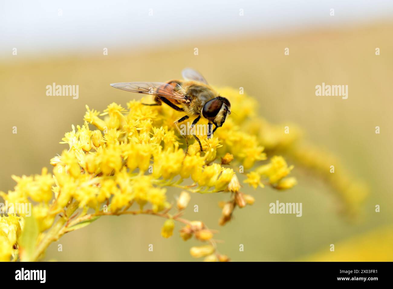 Top side view of a drone, male bee. An insect sits on a flower Stock ...