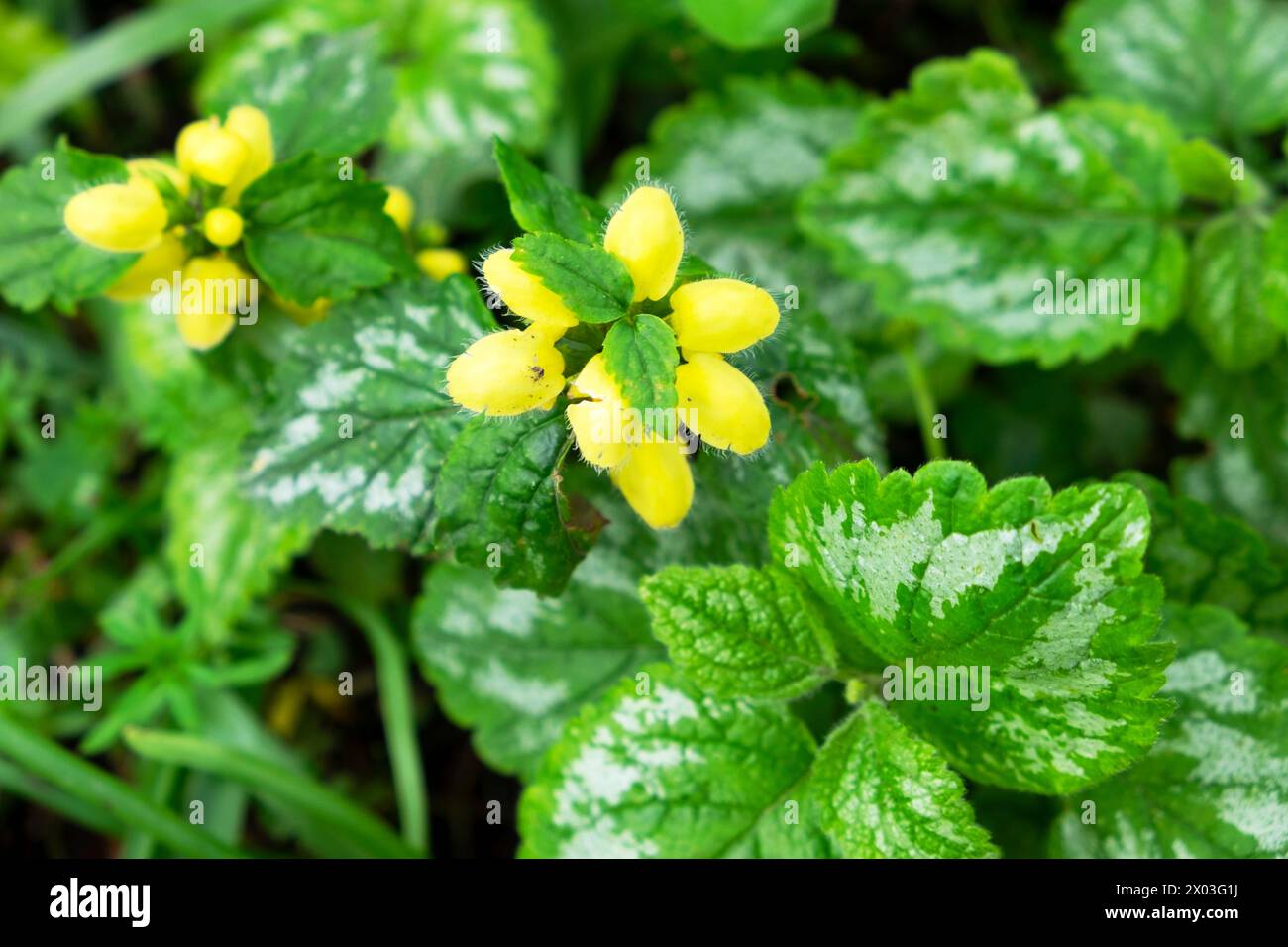 Invasive wildflower variegated Yellow Archangel Lamiastrum galeobdolon ...