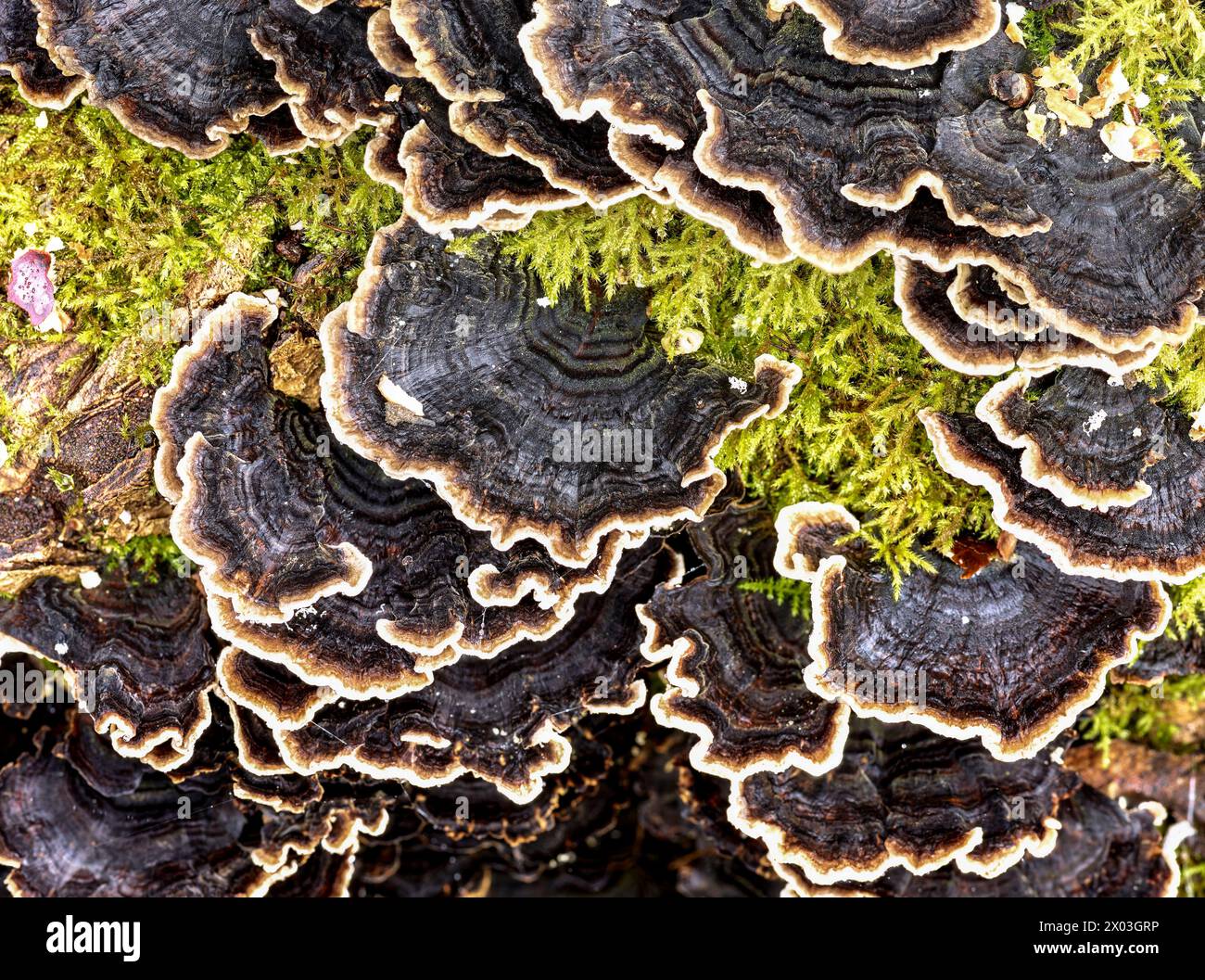 Close up high resolution Natural patterns of black fungi amongst green ...