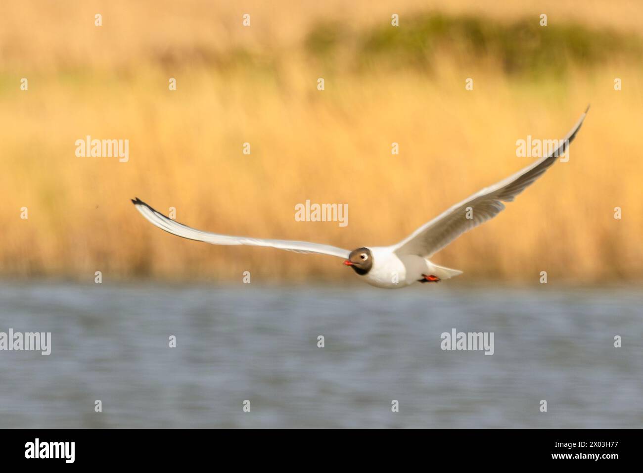 Larger female bird hi-res stock photography and images - Alamy