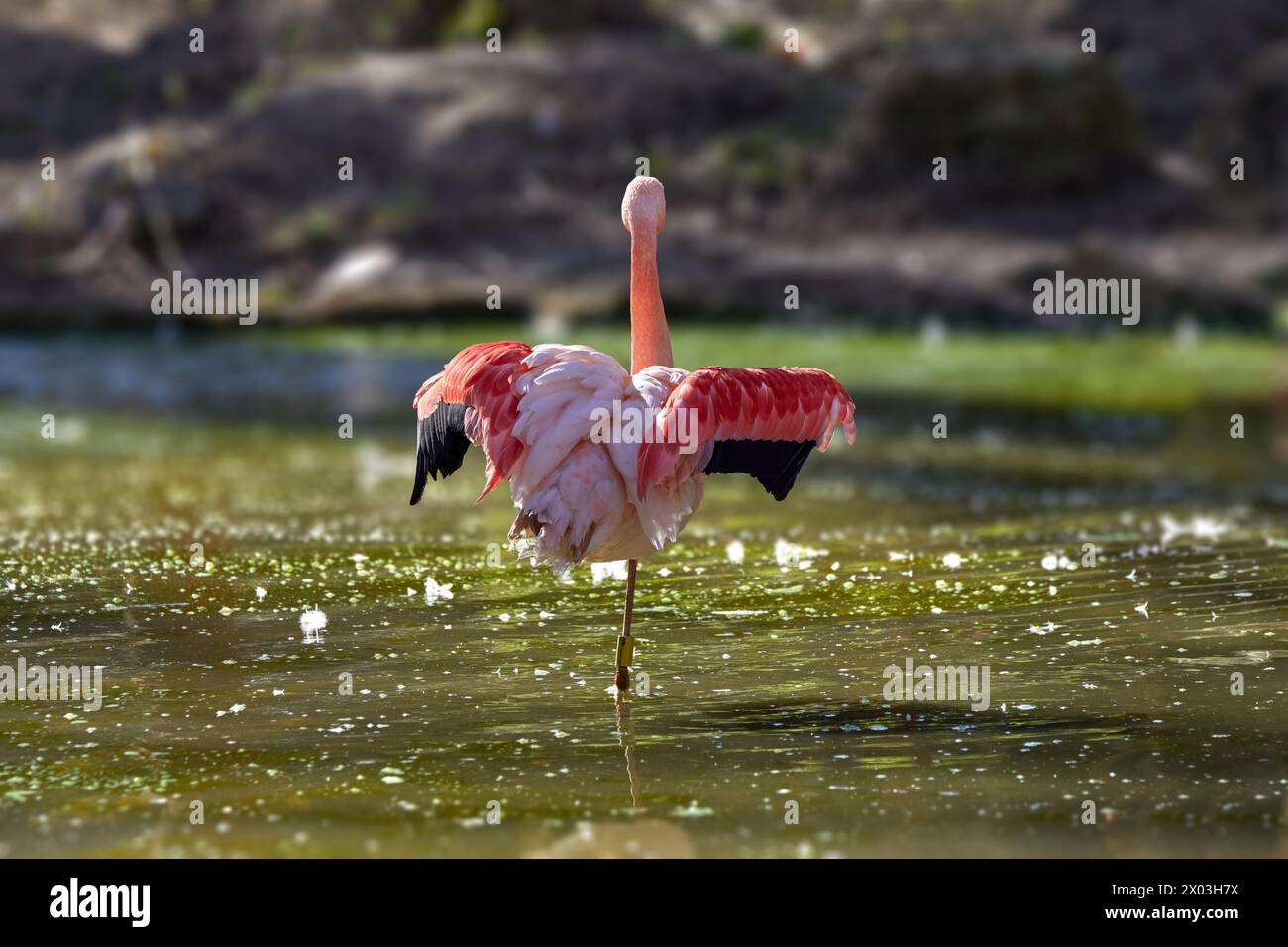 Image of a pink flamingo standing on one leg and spreading its wings ...
