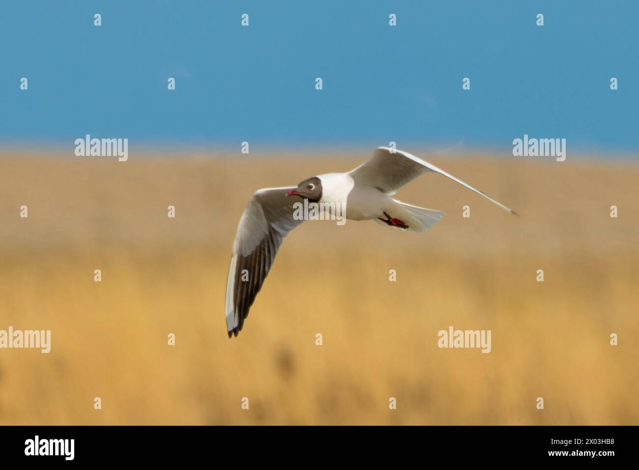 Black Headed Gull Stock Photo - Alamy