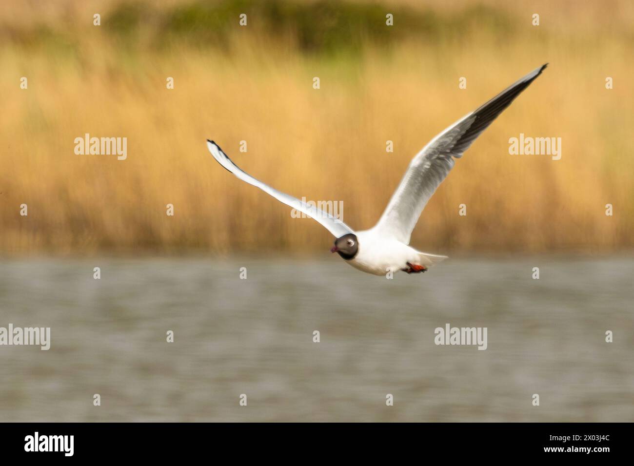 Black Headed Gull Stock Photo - Alamy