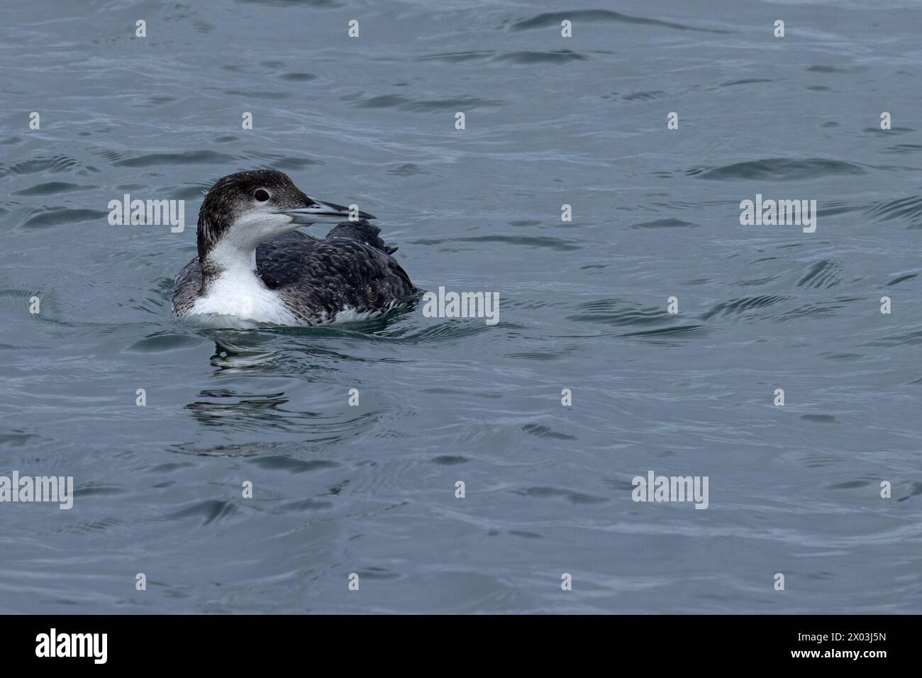 Great Northern Diver (Gavia imme) first winter juvenile Dorset April ...
