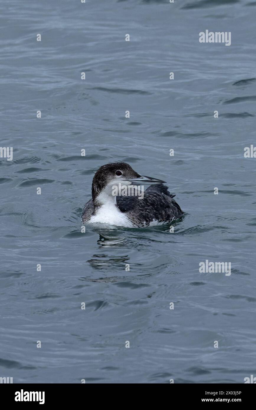 Great Northern Diver (Gavia imme) first winter juvenile Dorset April ...