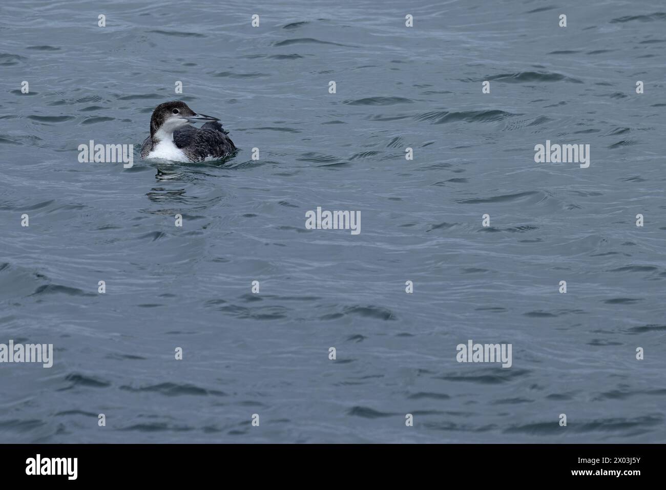 Great Northern Diver (Gavia imme) first winter juvenile Dorset April ...