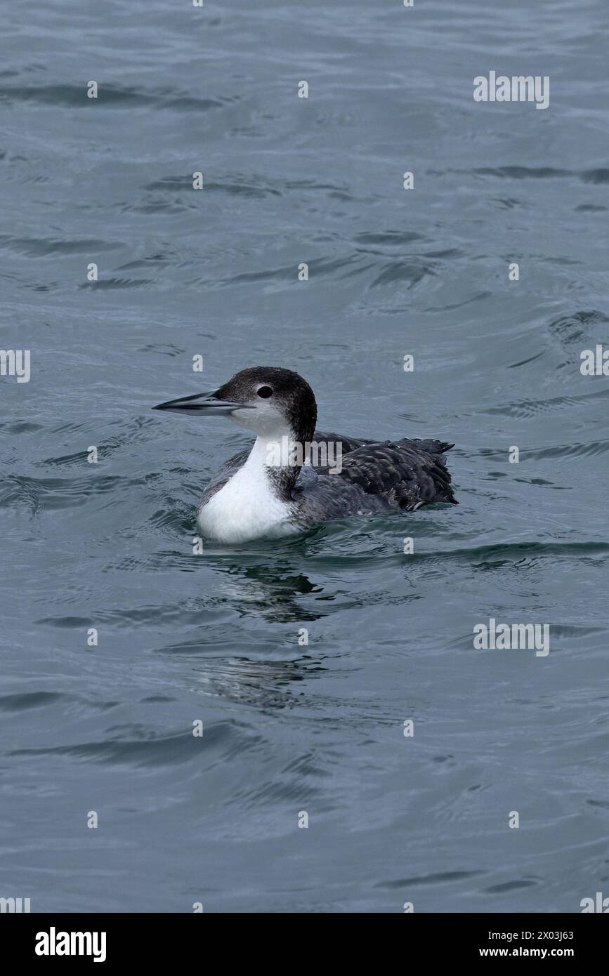 Great Northern Diver (Gavia imme) first winter juvenile Dorset April ...