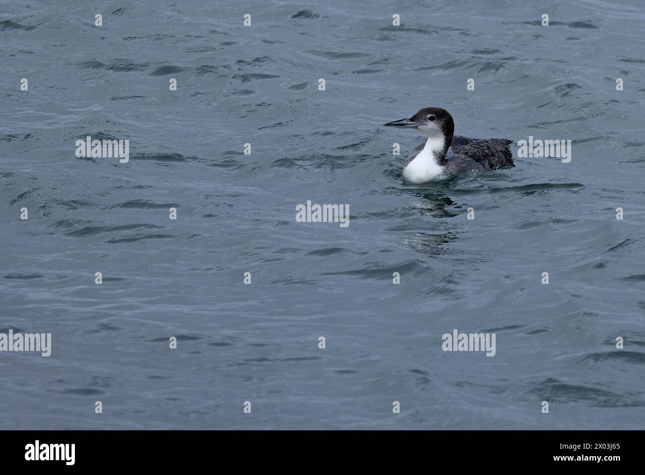 Great Northern Diver (Gavia imme) first winter juvenile Dorset April ...