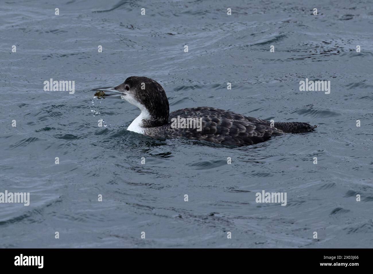 Great Northern Diver (Gavia imme) first winter juvenile eating crab ...