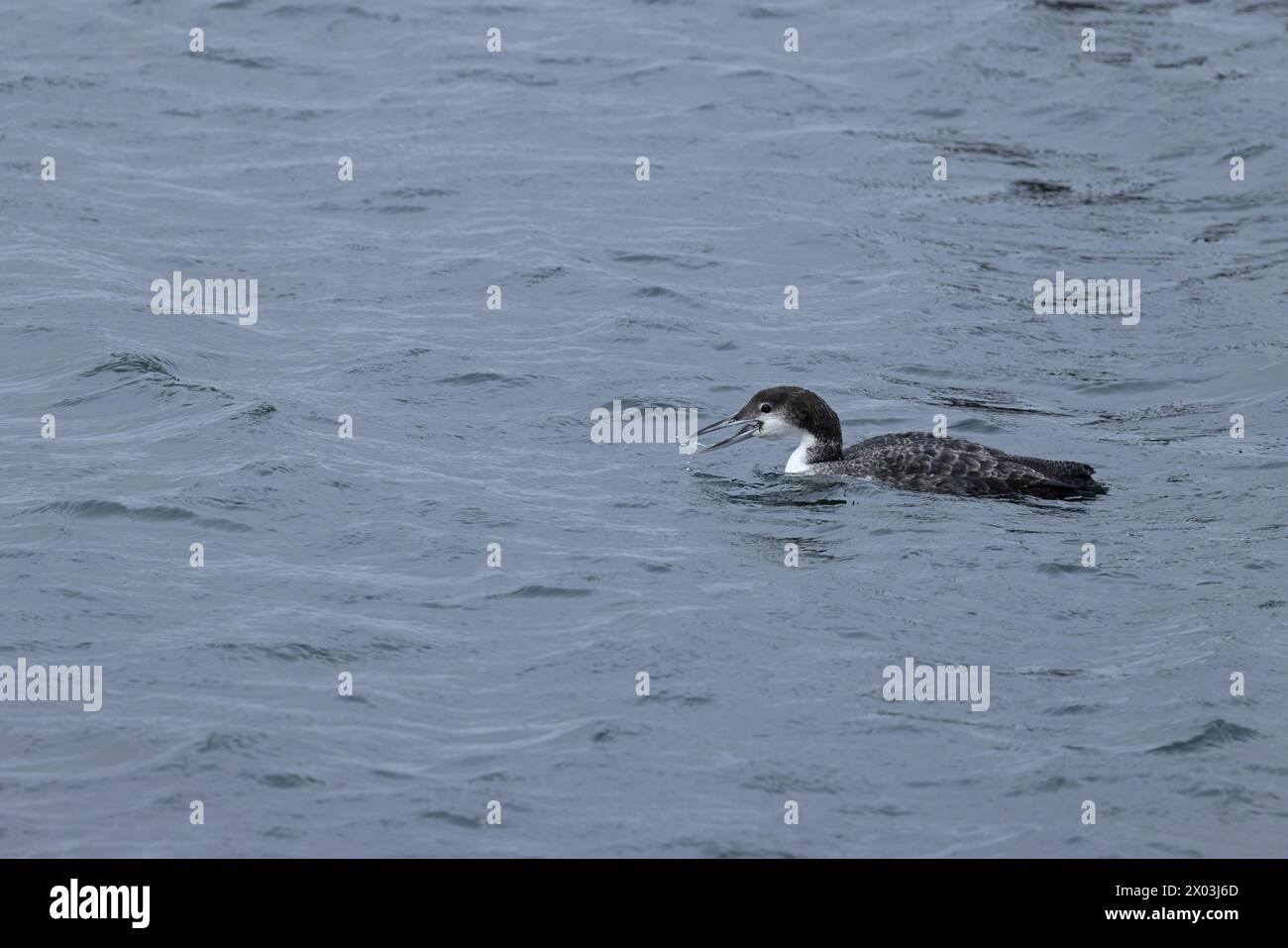 Great Northern Diver (Gavia imme) first winter juvenile eating crab ...