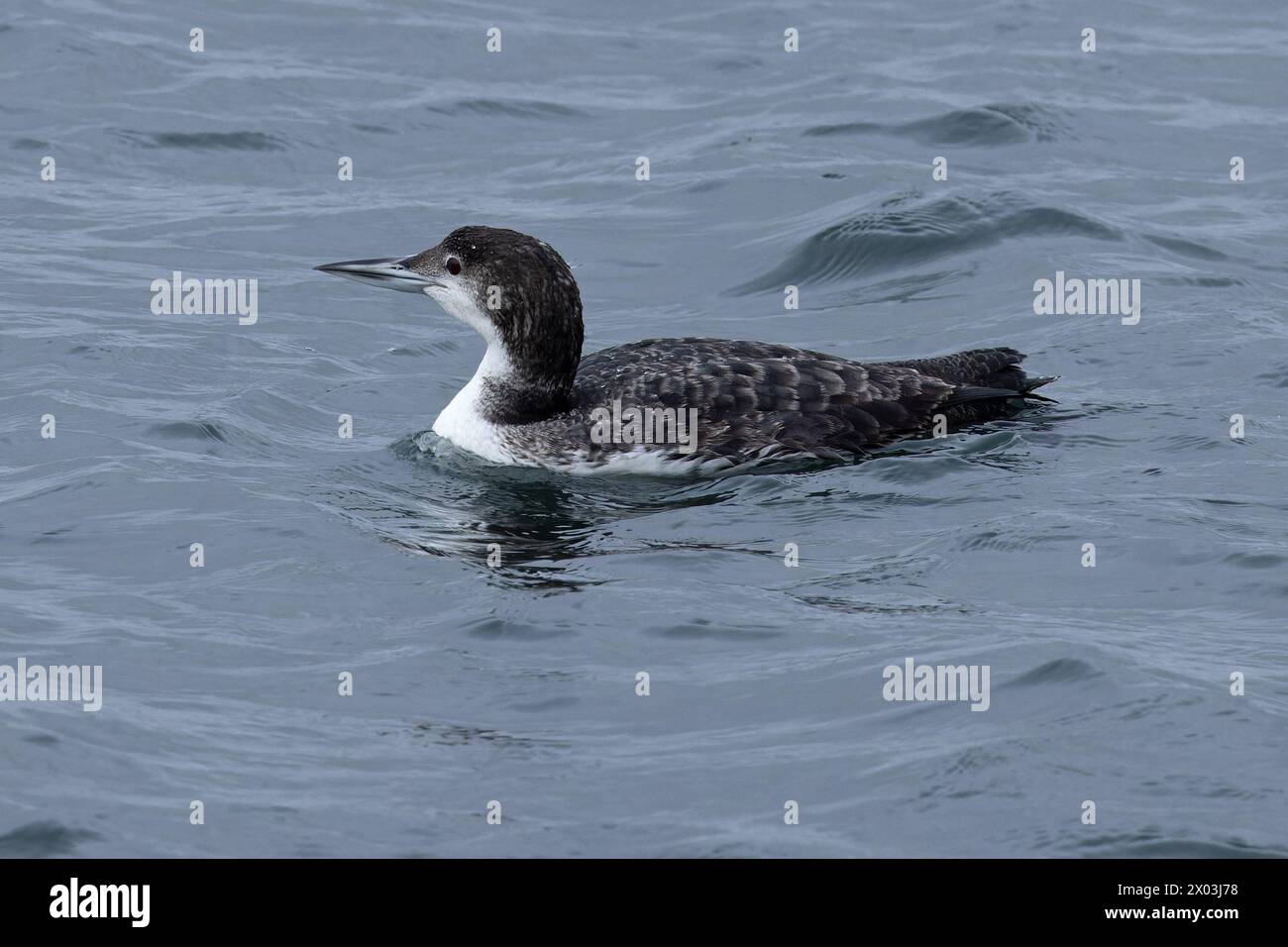 Great Northern Diver (Gavia imme) first winter juvenile Dorset April ...