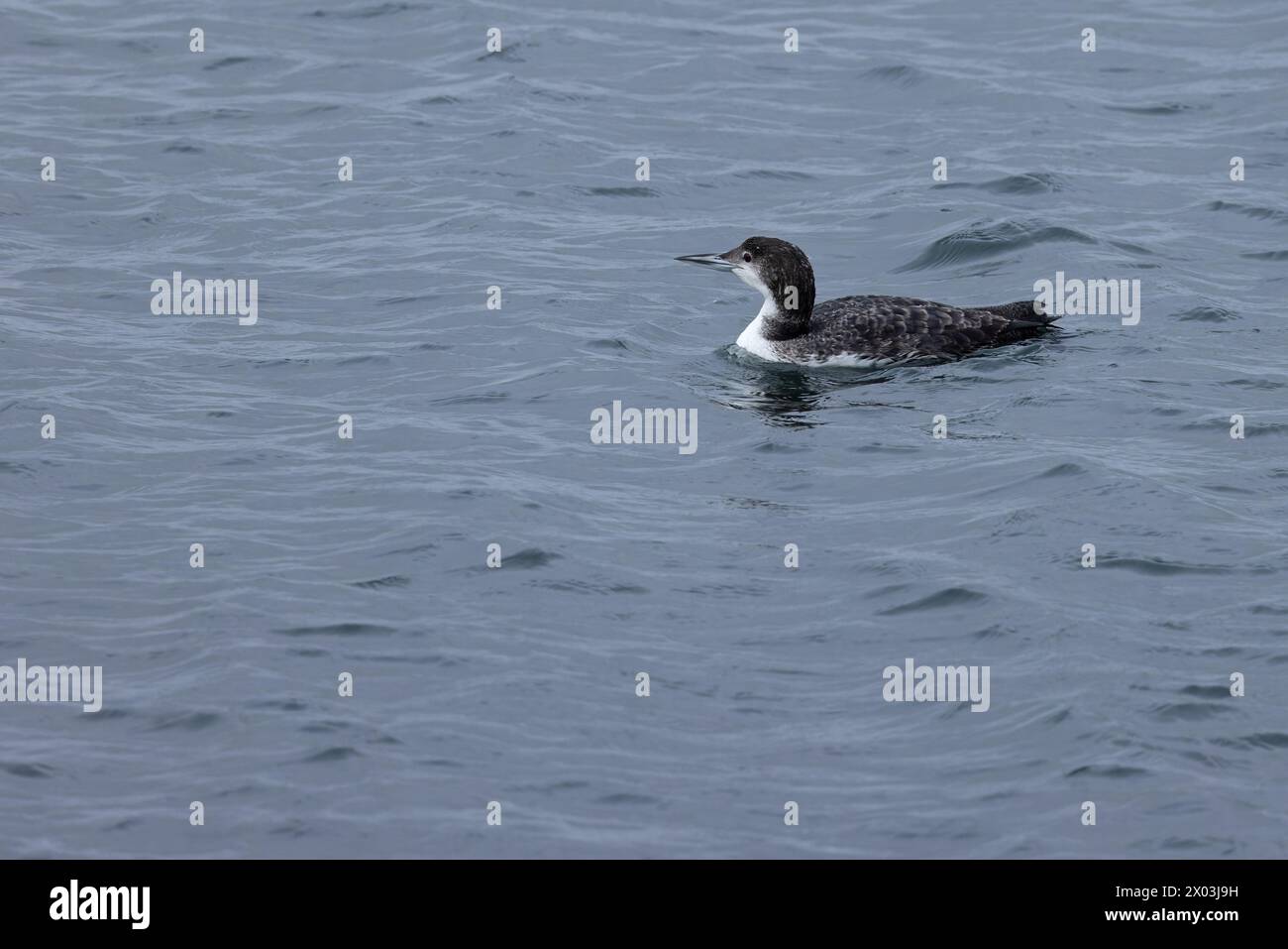 Great Northern Diver (Gavia imme) first winter juvenile Dorset April ...