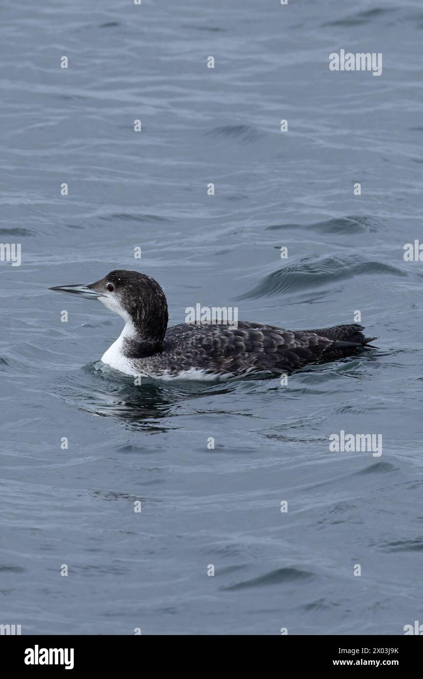 Great Northern Diver (Gavia imme) first winter juvenile Dorset April ...