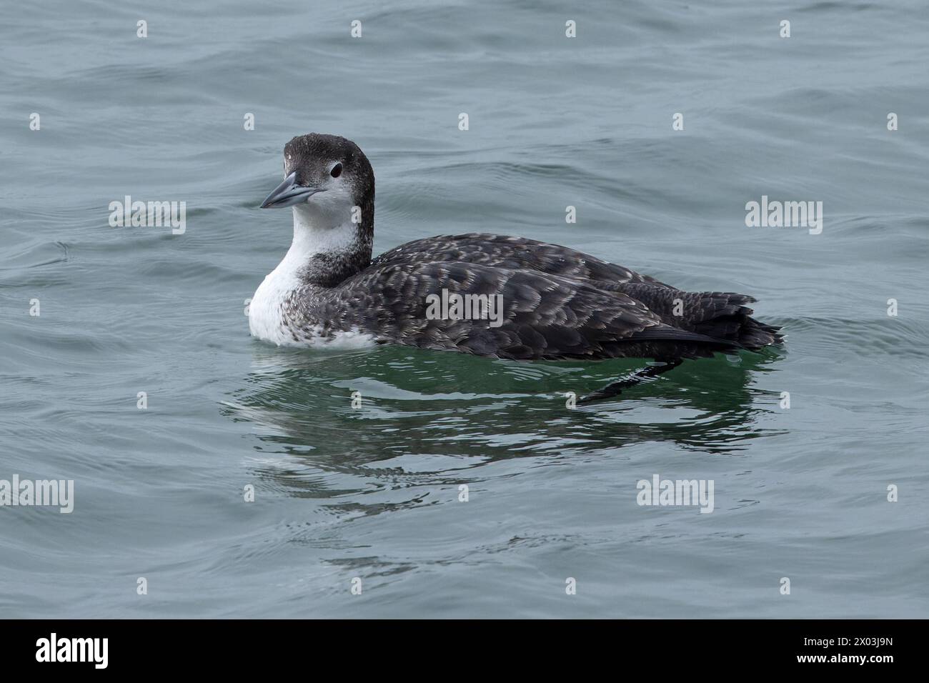 Great Northern Diver (Gavia imme) first winter juvenile Dorset April ...