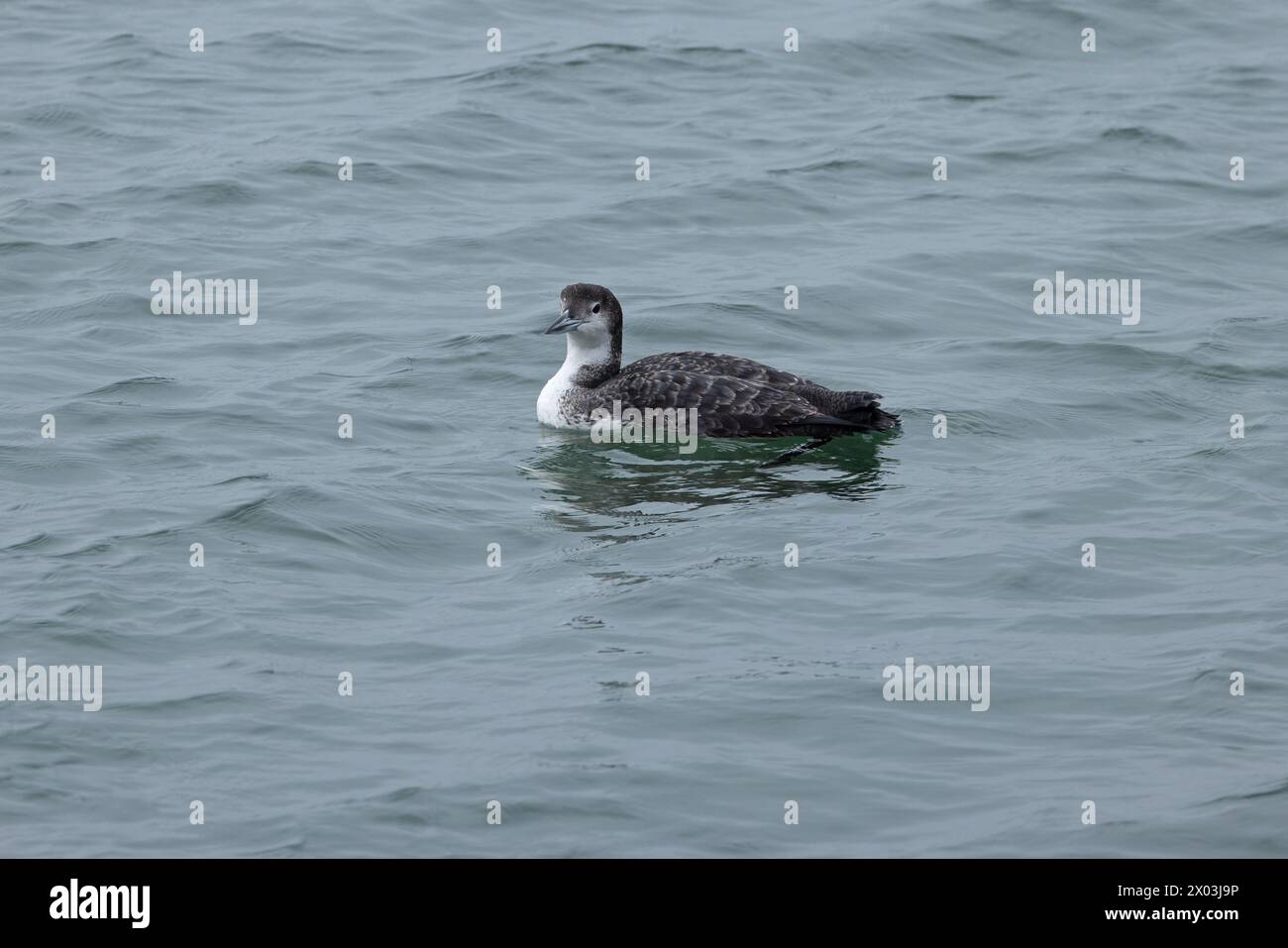 Great Northern Diver (Gavia imme) first winter juvenile Dorset April ...