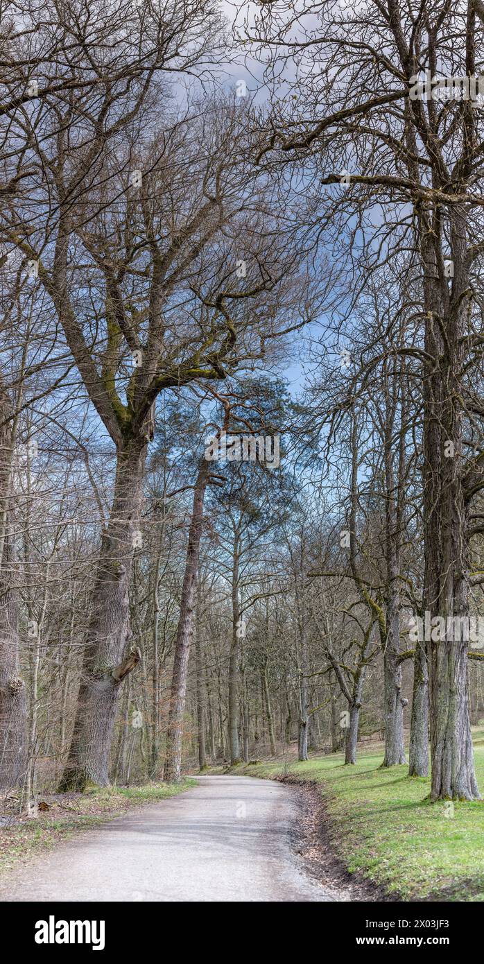 landscape with tall trees and winding road at public park, shot in ...