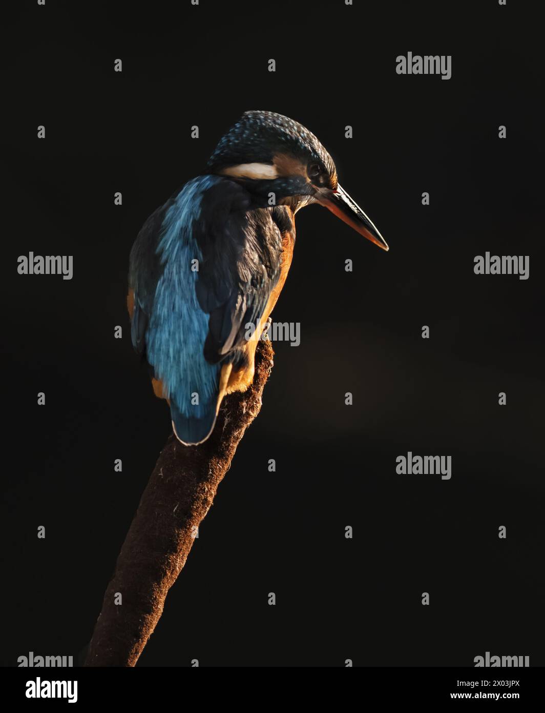 Kingfisher wing out hi-res stock photography and images - Alamy