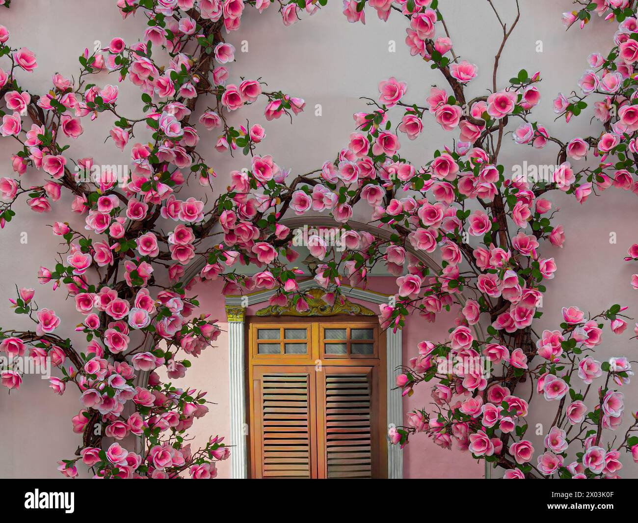 rose pink flower exterior on the pink wall middle at the window rose ...