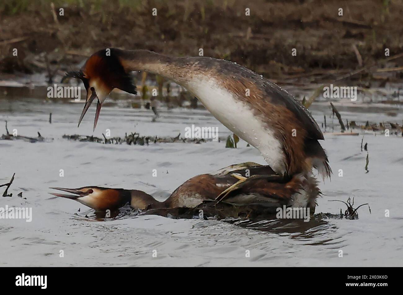 2 Great Crested Grebe mating in water at RSPB Rainham Marshes Nature ...