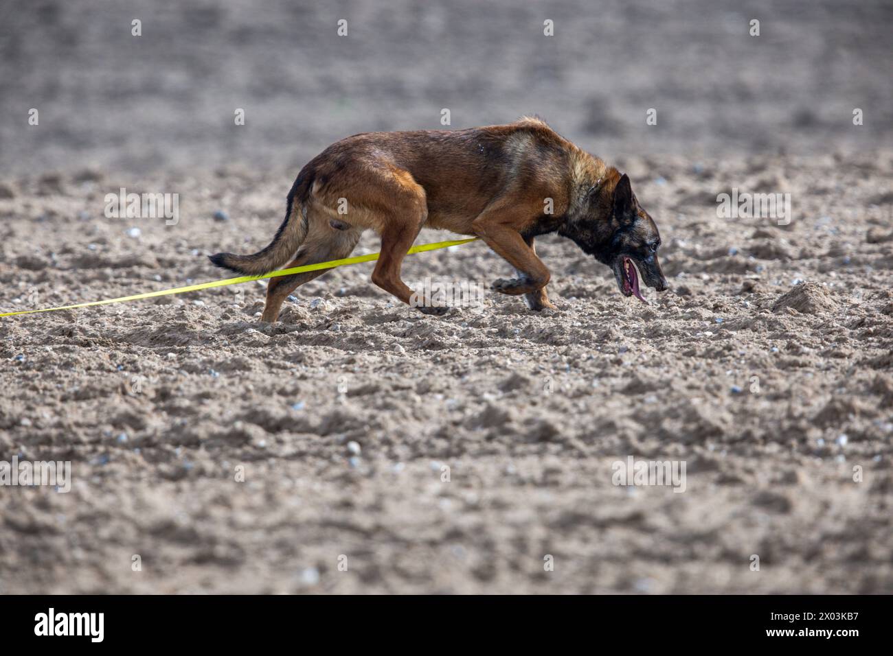 09 April 2024, Mecklenburg-Western Pomerania, Linstow: At the start of ...