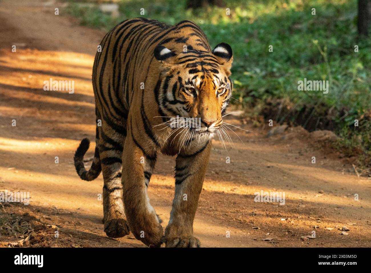 Majestic Royal Bengal Tiger Walking Forward with Intense, Alert Gaze ...
