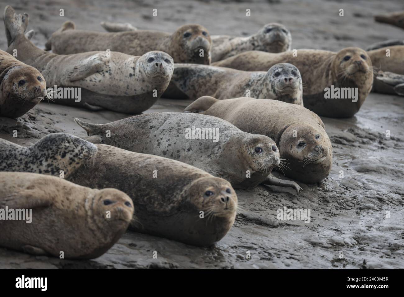 (240409) -- PANJIN, April 9, 2024 (Xinhua) -- Spotted seals rest on ...