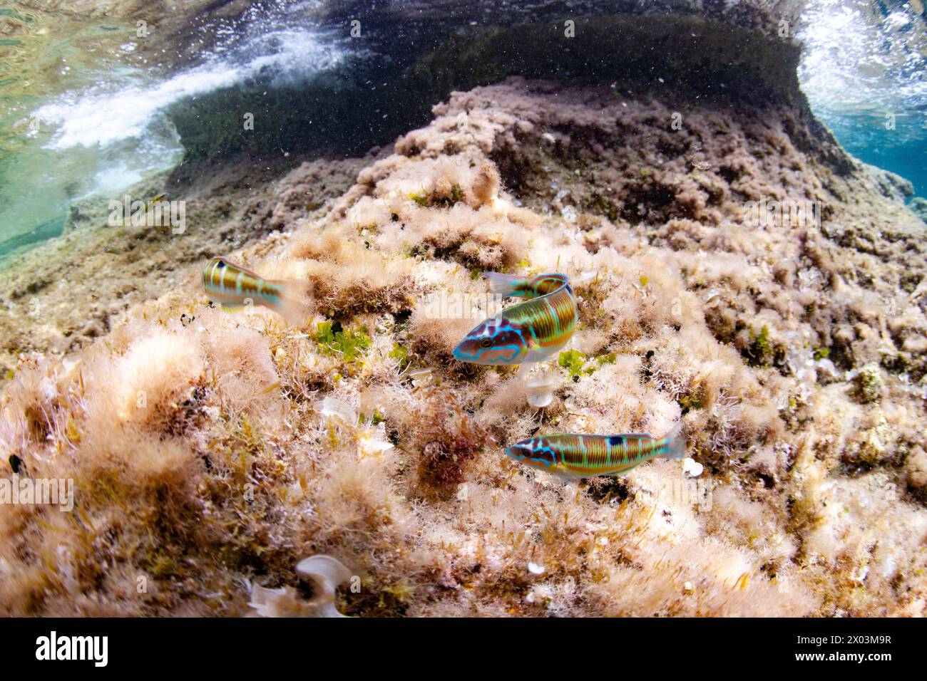 Donzella juliola Coris julis fish portrait ecosystem underwater ...