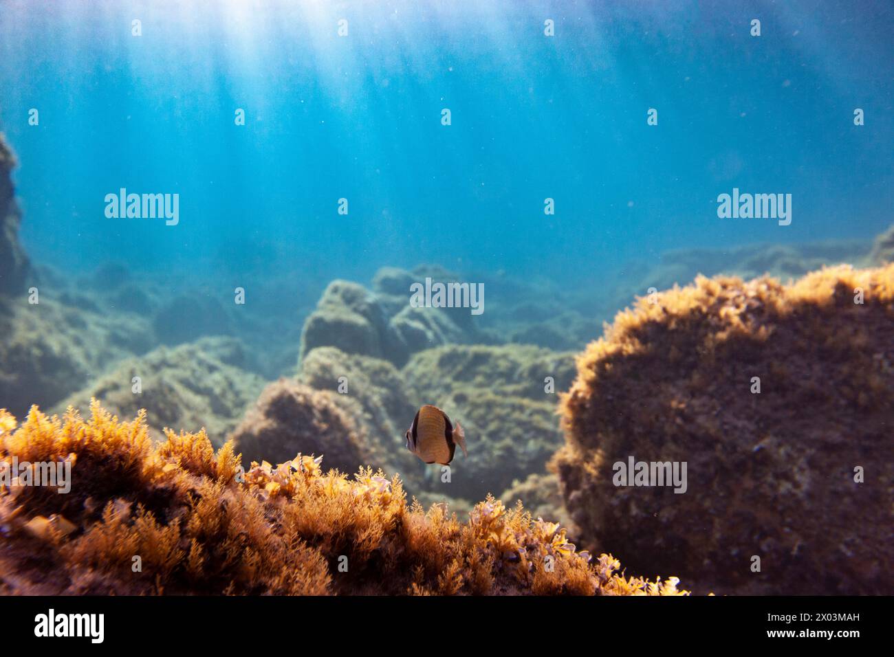 Underwater fishes sand algae hi-res stock photography and images - Alamy
