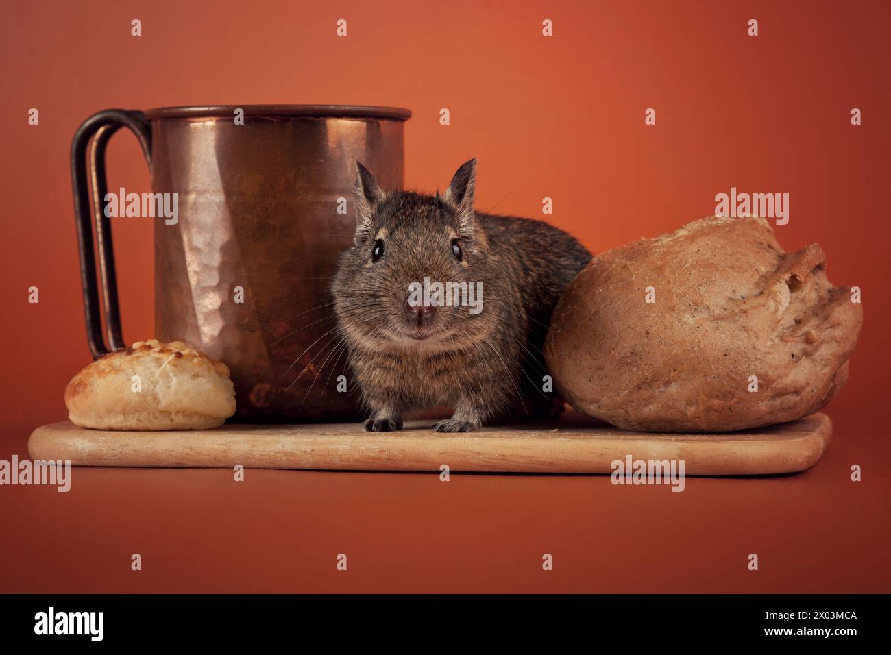 Degu with bread Stock Photo - Alamy