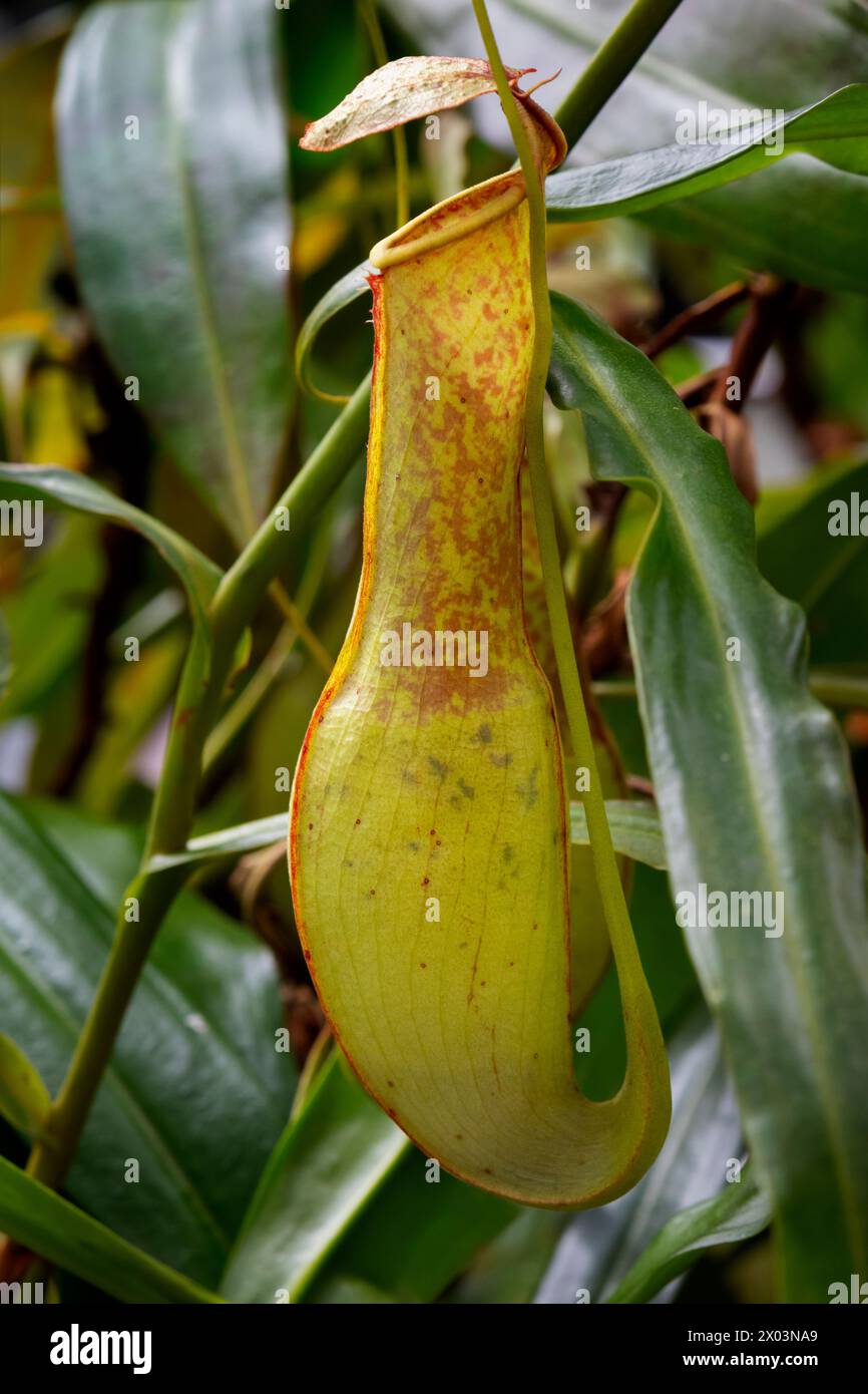 Nepenthes gracilis, slender pitcher plant close up outdoor Stock Photo ...