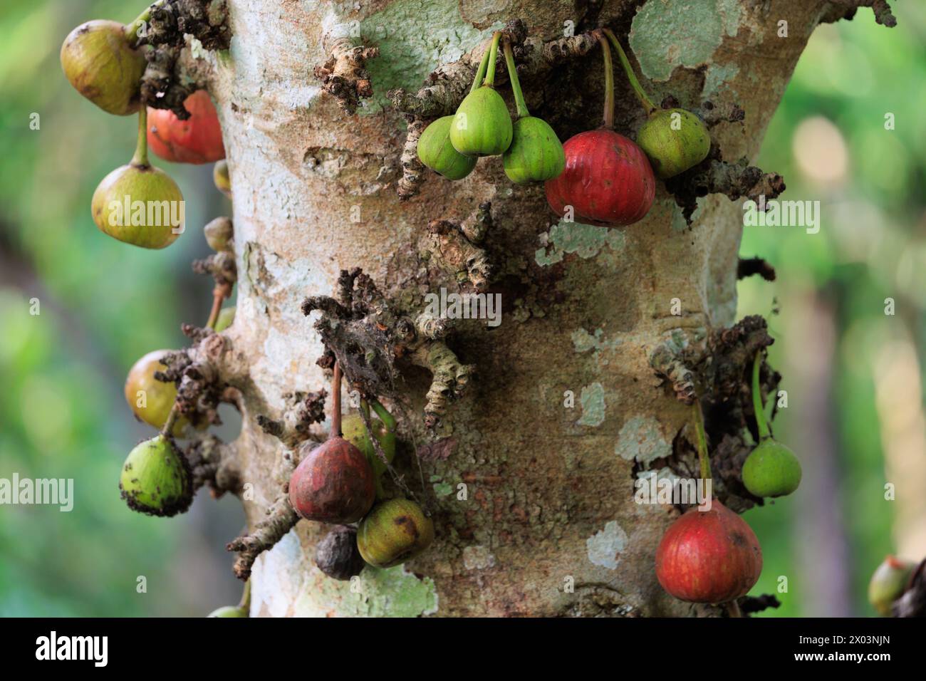 A ficus tree racemosa with many green and red fruits growing on it. The ...