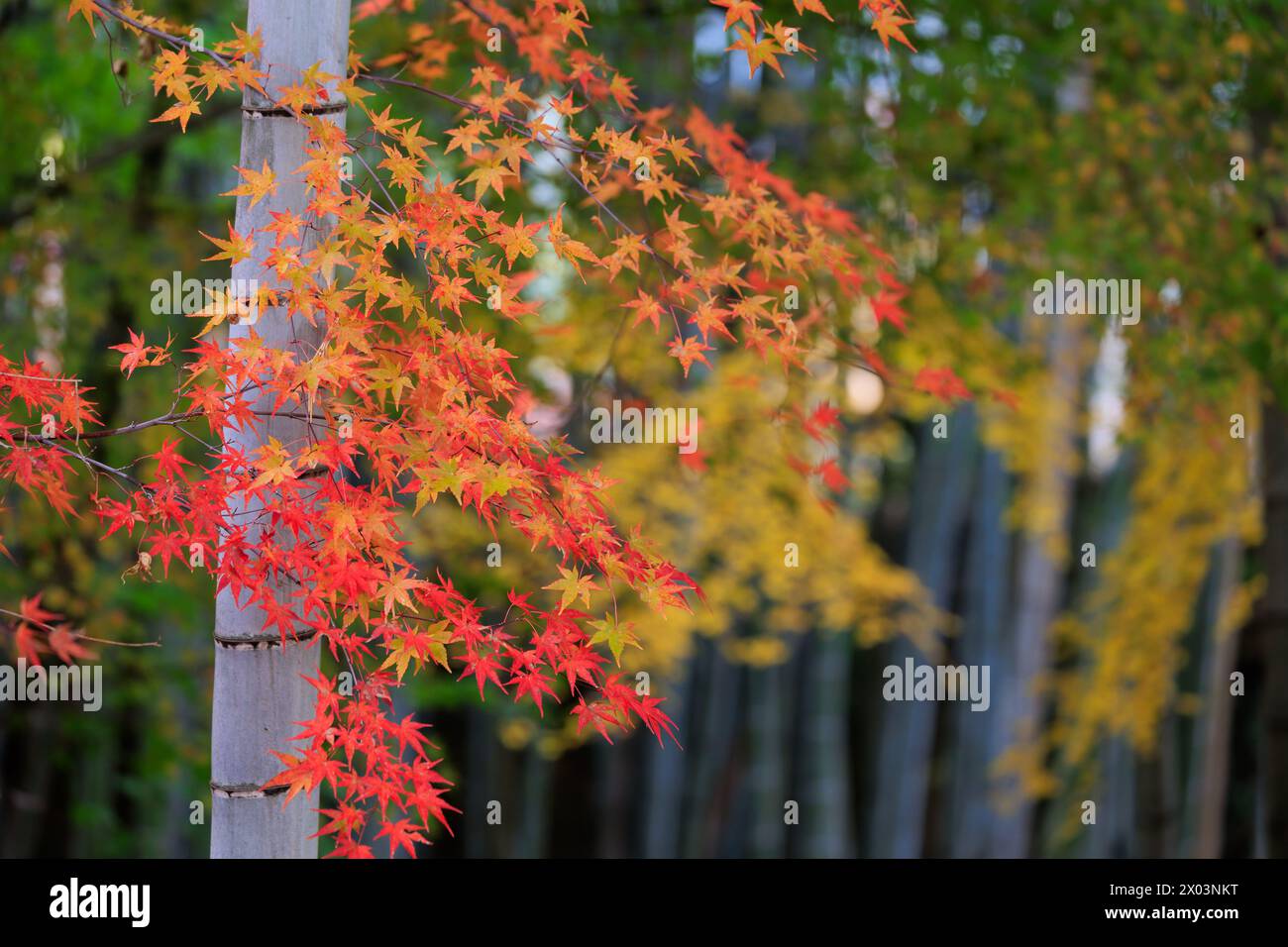 Bamboo leaves in sunlight hi-res stock photography and images - Alamy