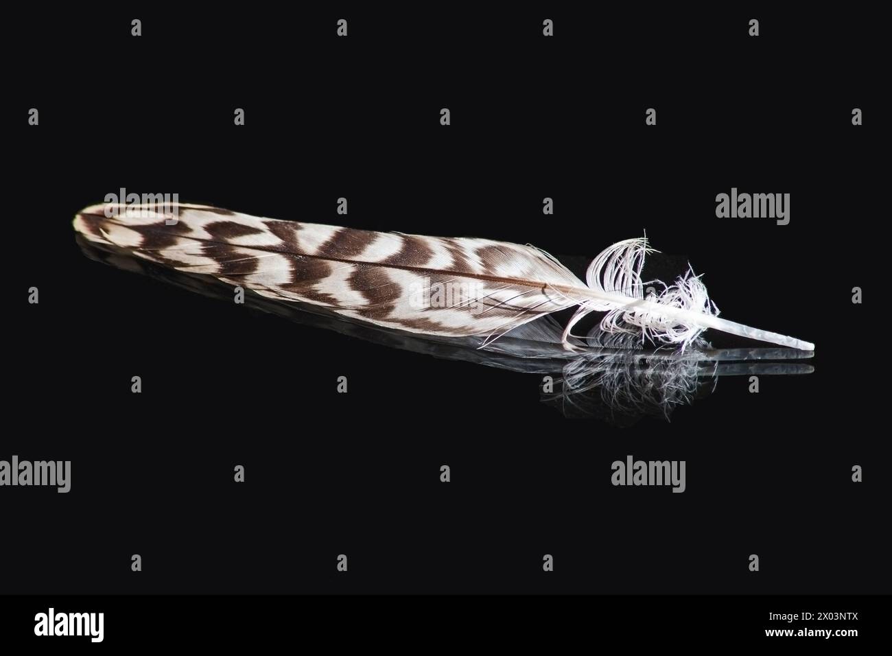 Feather quill pattern hi-res stock photography and images - Alamy