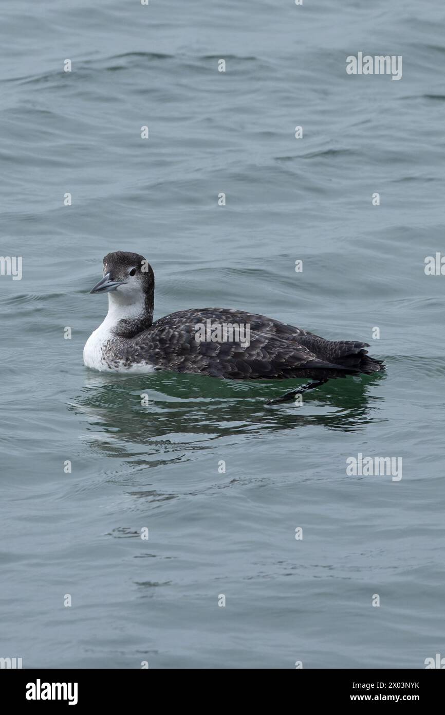 Great Northern Diver (Gavia imme) first winter juvenile Dorset April ...