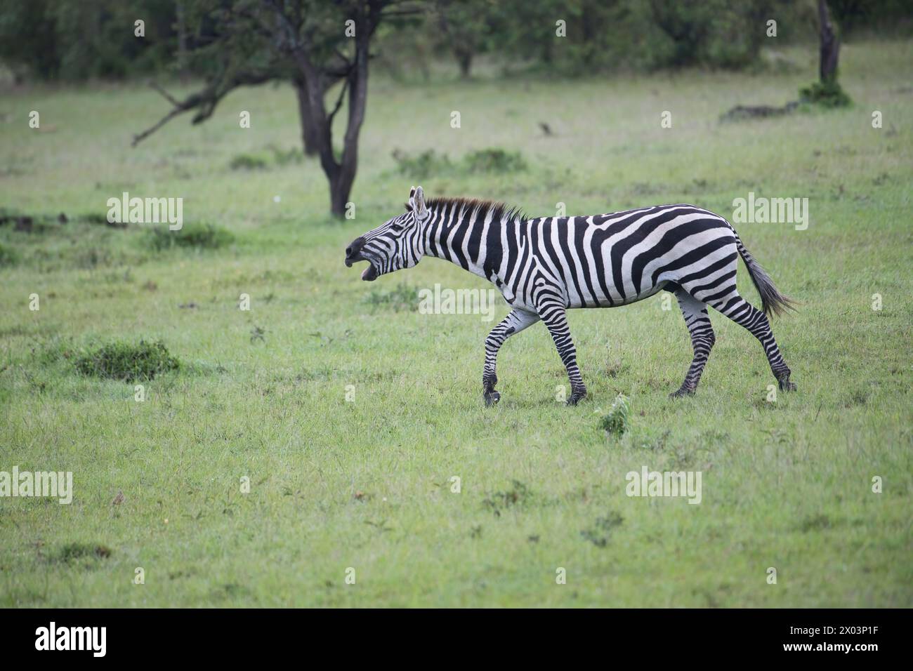 Common or plains zebra (Equus quagga) calling. The noise made is closer ...