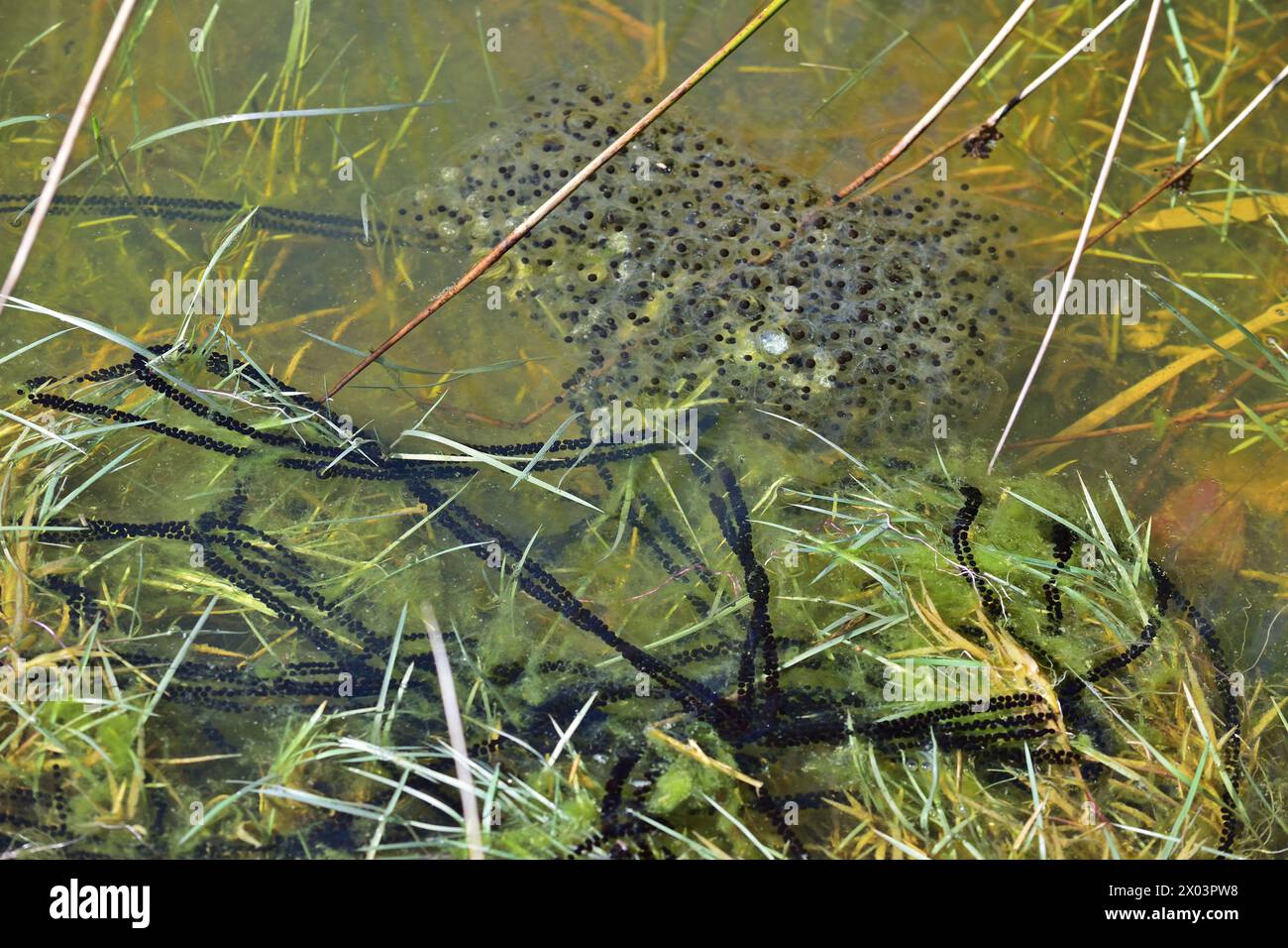 Eggs of agile frog and common toad Stock Photo - Alamy