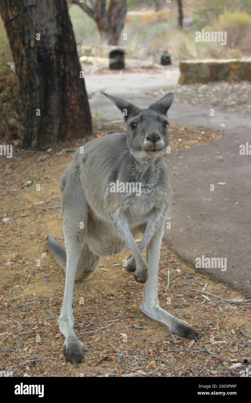 Kangaroo facing the camera, front paws crossed, hiccupping, with a joey ...
