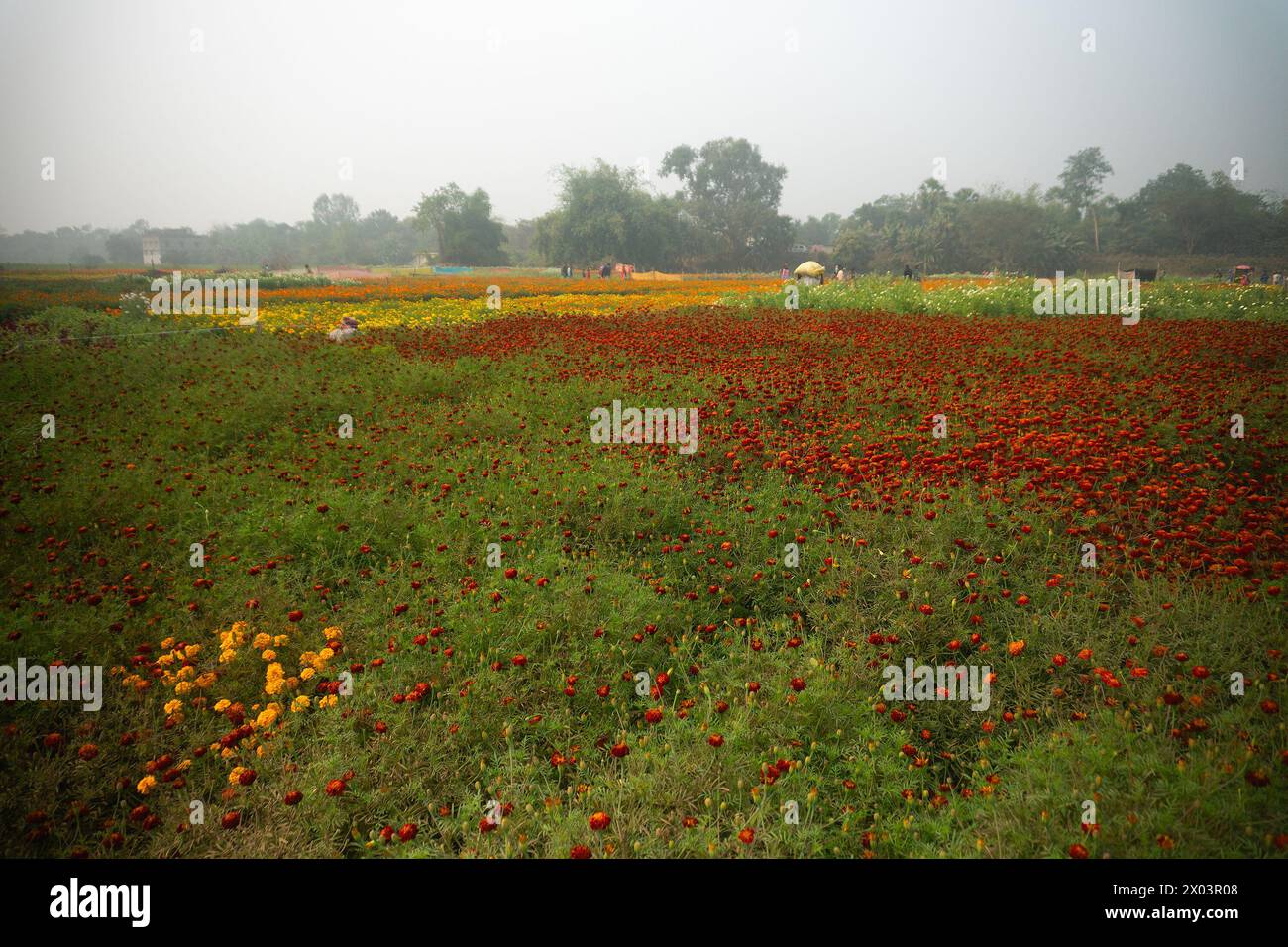 Vast field of red marigold flowers at valley of flowers, Khirai, West ...