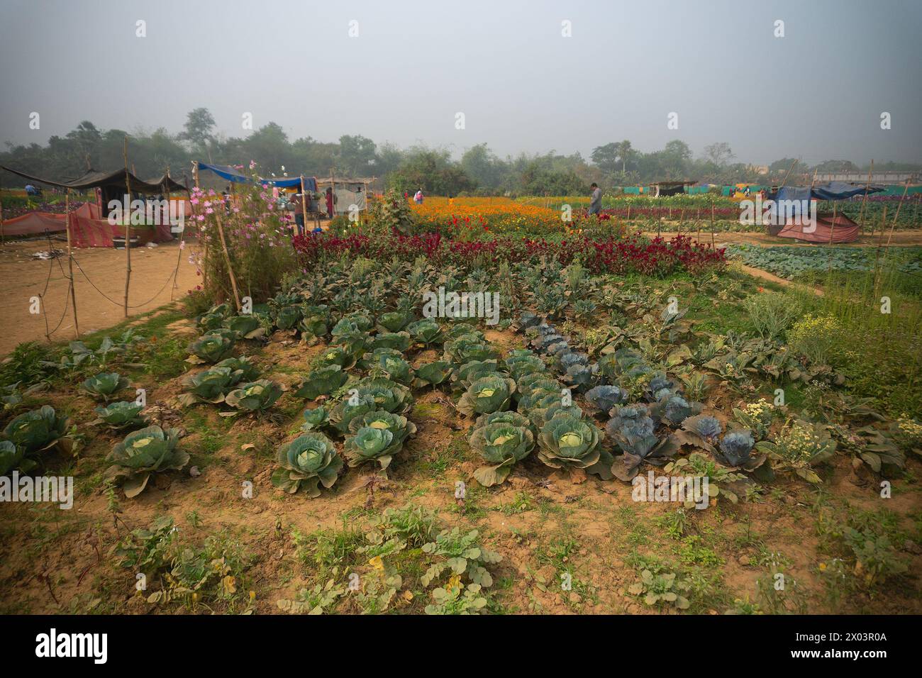 Cabbage is being harvested in vast field at Khirai, West Bengal, India ...