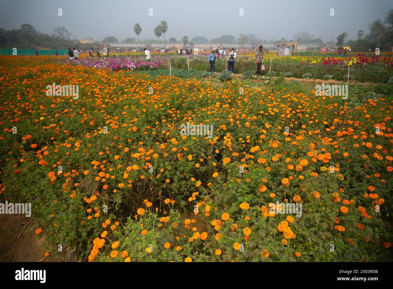 Vast field of yellow marigold flowers at valley of flowers, Khirai ...