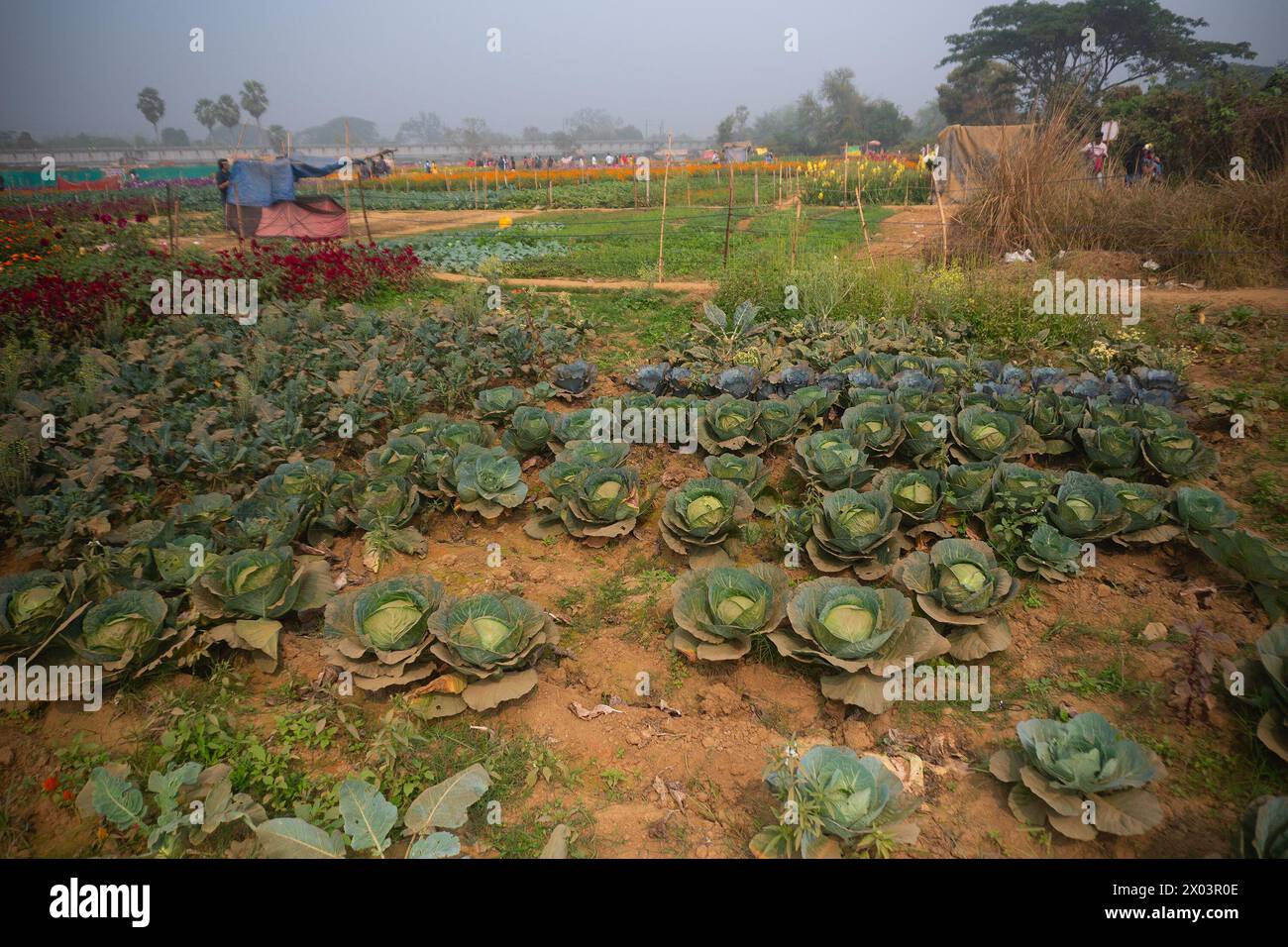 Cabbage is being harvested in vast field at Khirai, West Bengal, India ...