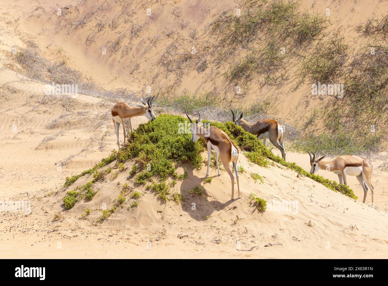 Picture of a group of springboks with horns in on a sand dune in Namib ...