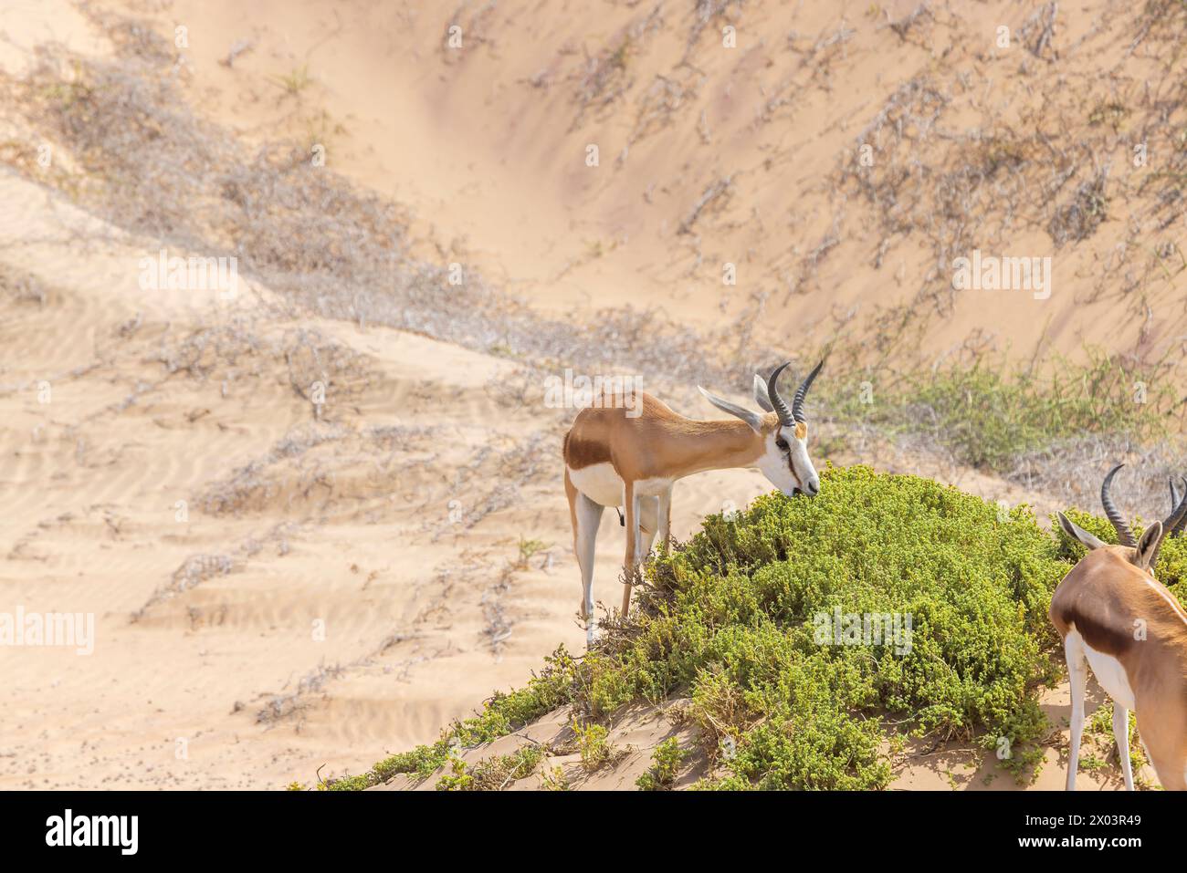 Picture of a group of springboks with horns in on a sand dune in Namib ...