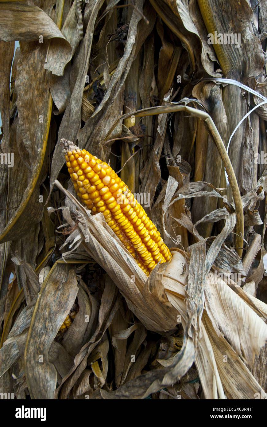 dried corn stalks display Stock Photo - Alamy