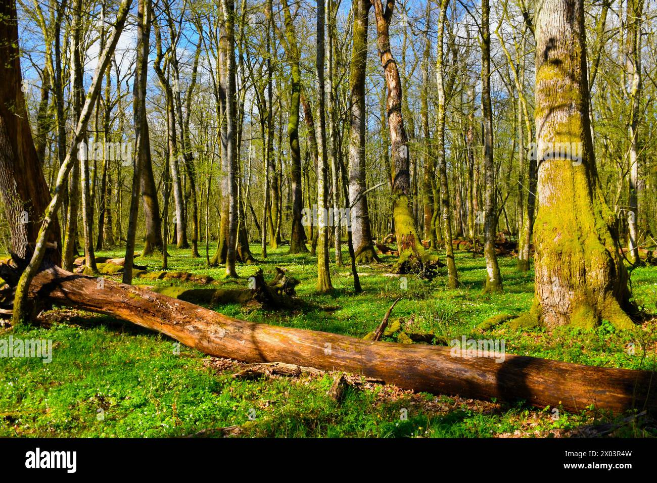 Beautiful old-growth decidous, broadleaf Krakov forest in spring in ...