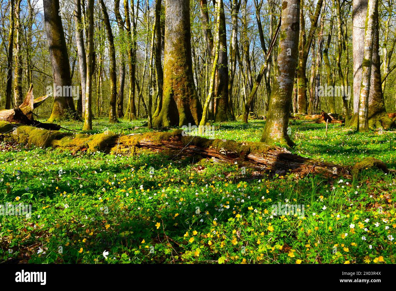 Old-growth Krakov wetland forest with yellow and white flowers in ...