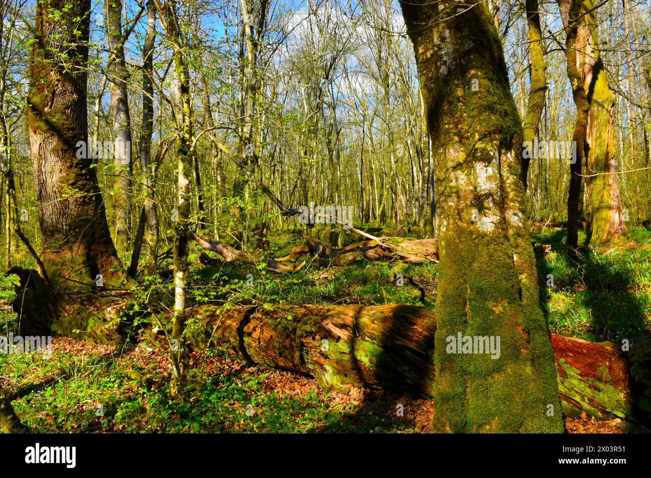 Pedunculate oak (Quercus robur) and hornbeam (Carpinus betulus) trees ...