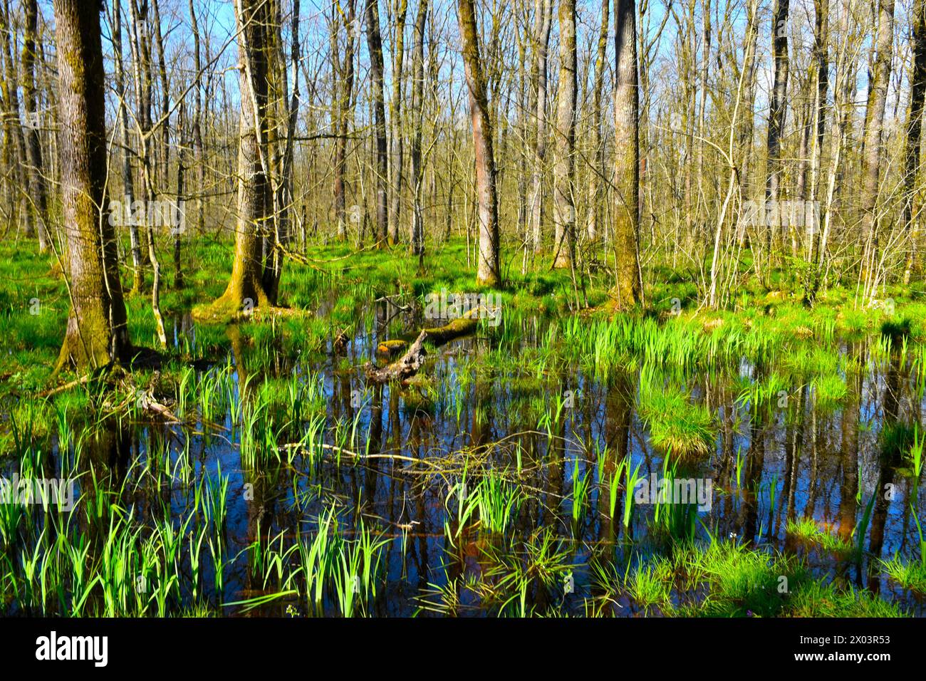 Krakovski gozd hi-res stock photography and images - Alamy