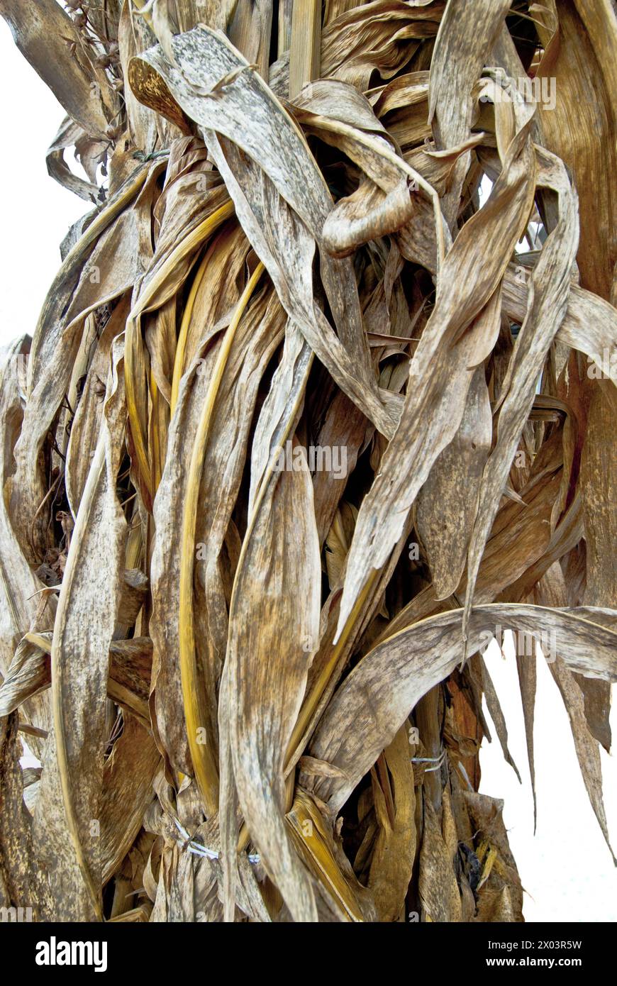 dried corn stalks display Stock Photo - Alamy
